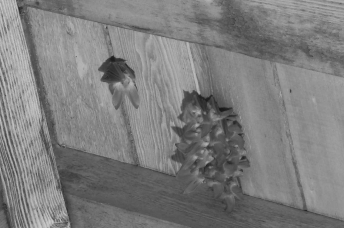 Virtual Bat Night at Heydon Holy Trinity - Bats In Churches