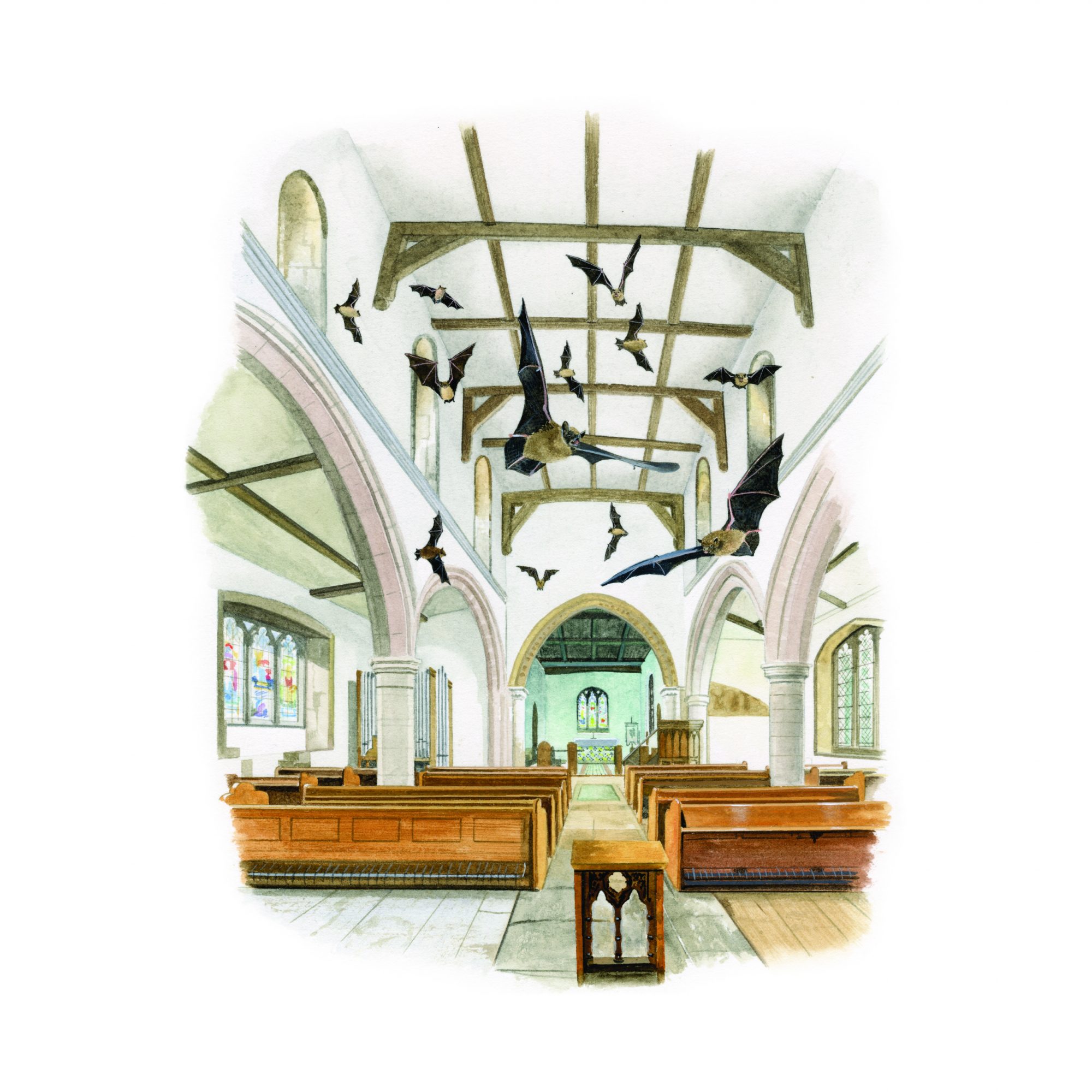 The Little Church Bat - Bats In Churches